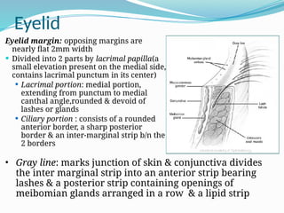 anatomy and physiology of the visual system minor course for dentistry ...