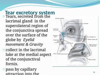 anatomy and physiology of the visual system minor course for dentistry ...