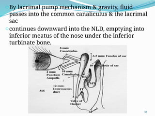 anatomy and physiology of the visual system minor course for dentistry ...