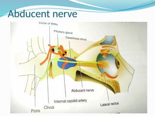 anatomy and physiology of the visual system minor course for dentistry ...