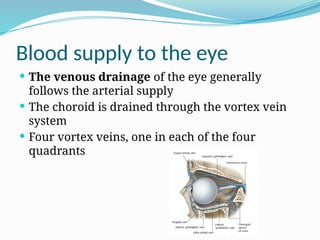 anatomy and physiology of the visual system minor course for dentistry ...