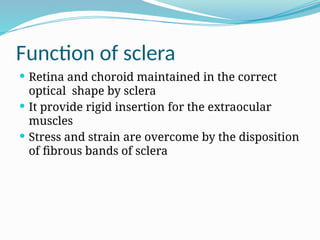 anatomy and physiology of the visual system minor course for dentistry ...
