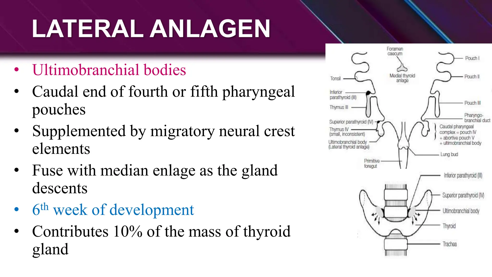 Anatomy and physiology of thyroid and parathyroid glands.pptx