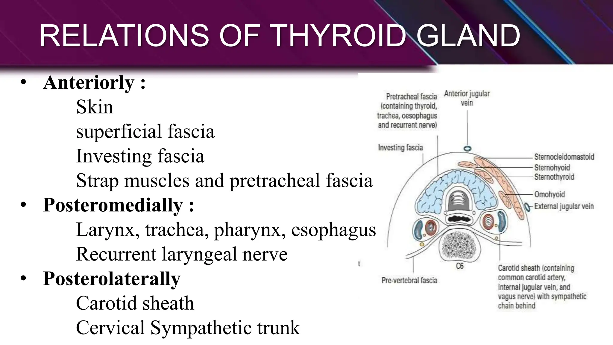 Anatomy and physiology of thyroid and parathyroid glands.pptx
