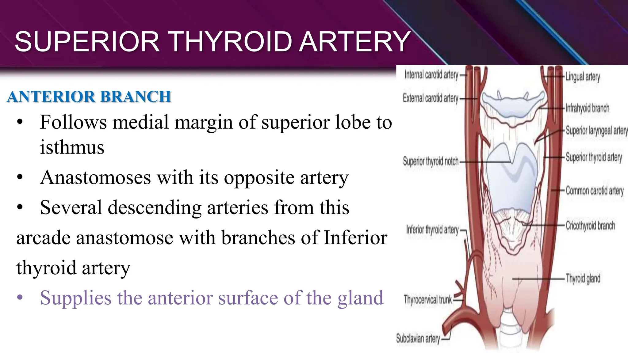 Anatomy and physiology of thyroid and parathyroid glands.pptx