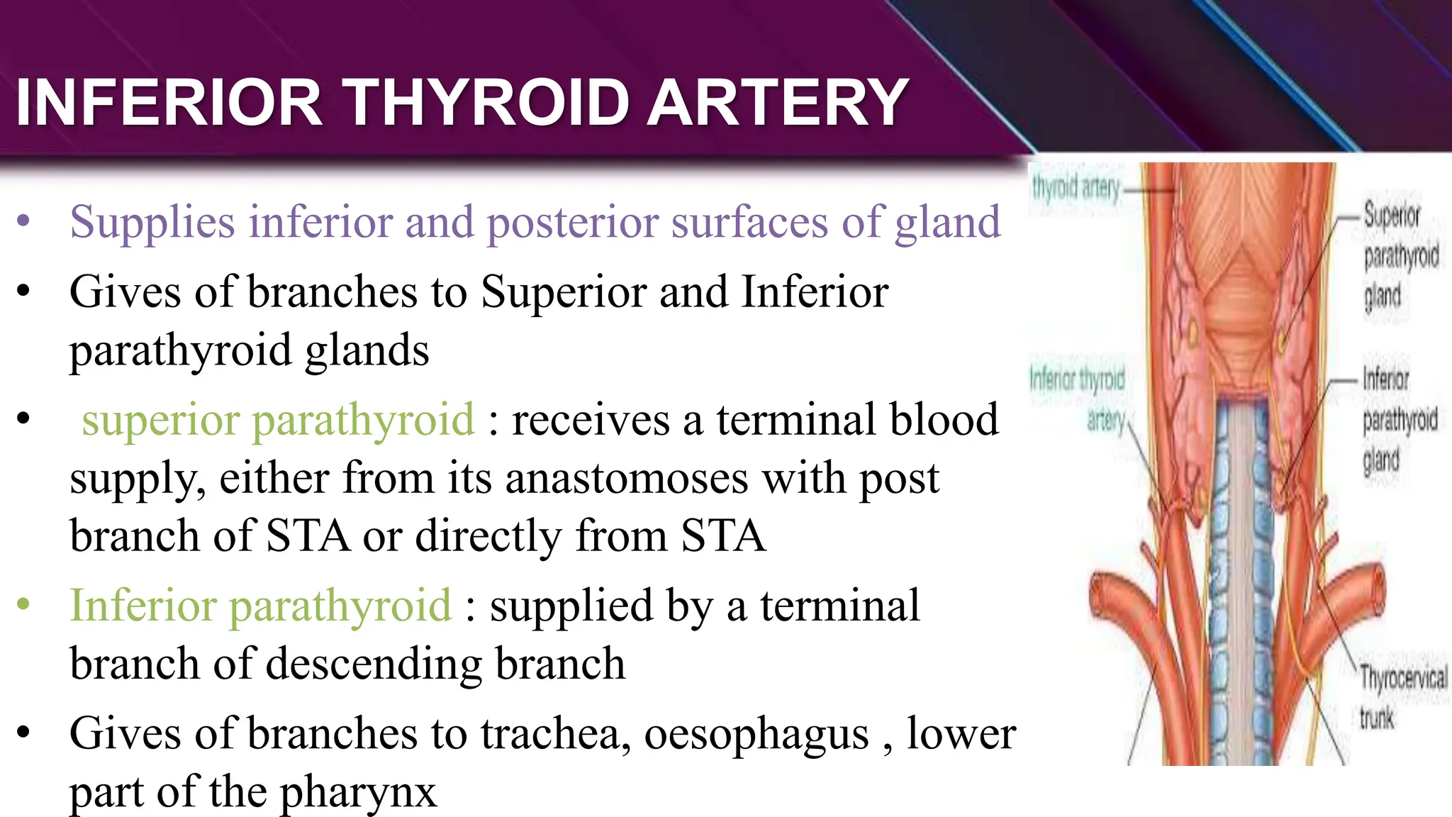 Anatomy and physiology of thyroid and parathyroid glands.pptx