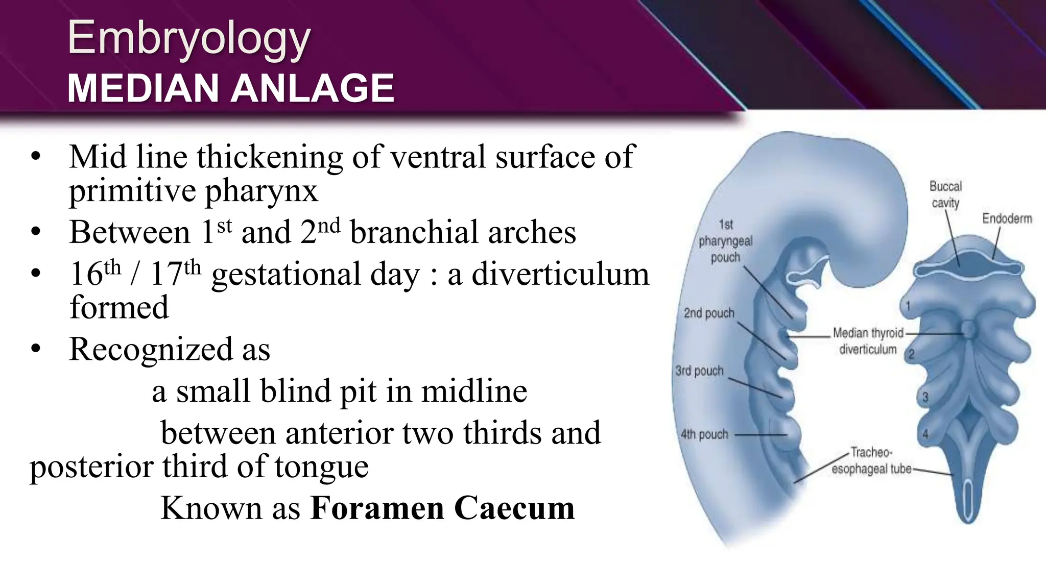 Anatomy and physiology of thyroid and parathyroid glands.pptx