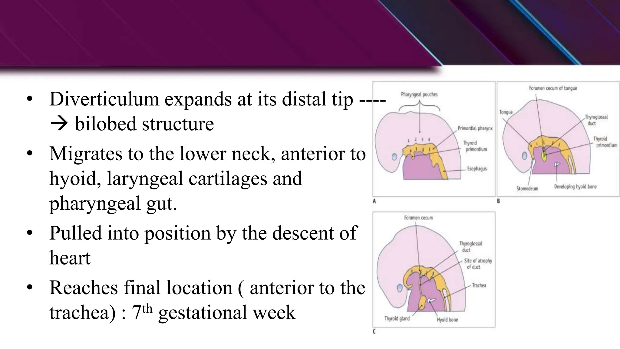 Anatomy and physiology of thyroid and parathyroid glands.pptx