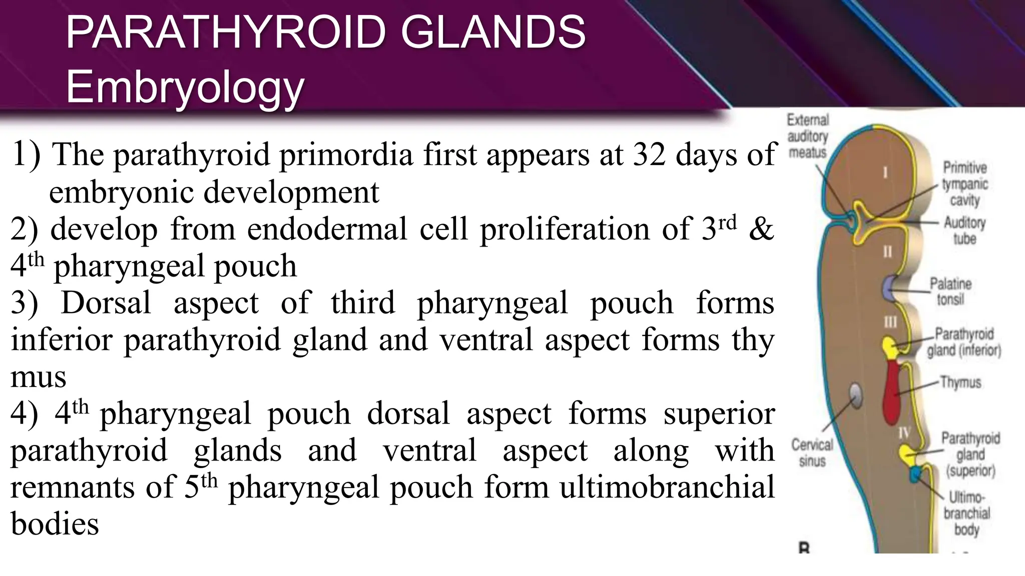 Anatomy and physiology of thyroid and parathyroid glands.pptx