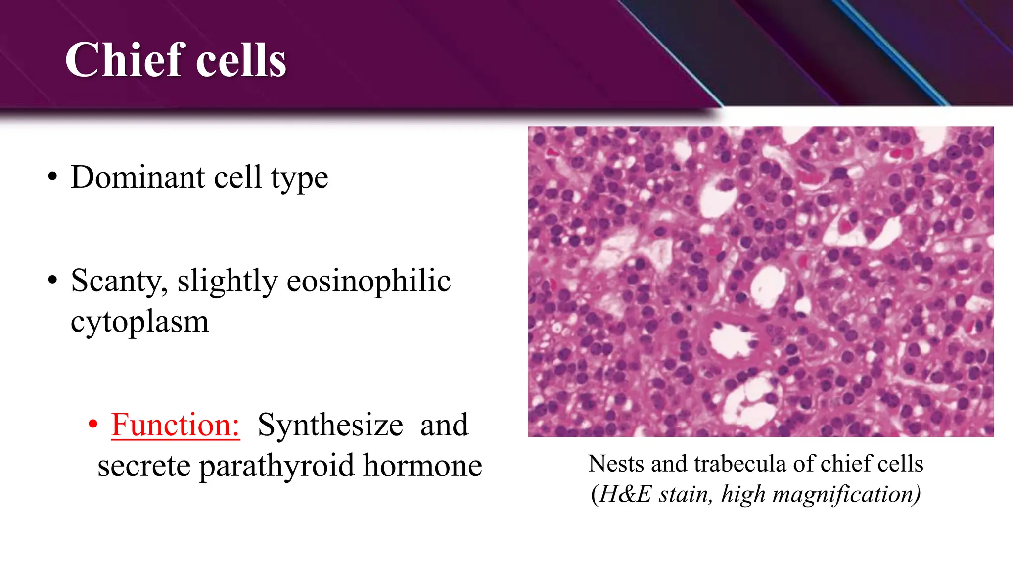 Anatomy and physiology of thyroid and parathyroid glands.pptx