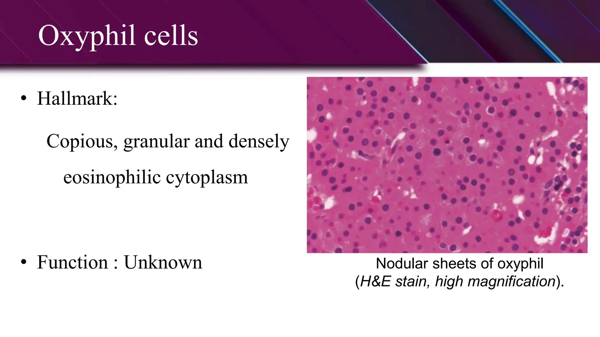 Anatomy and physiology of thyroid and parathyroid glands.pptx