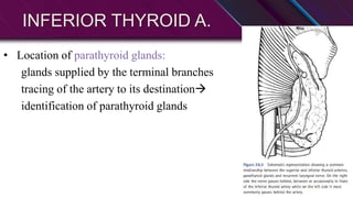 Anatomy and physiology of thyroid and parathyroid glands.pptx