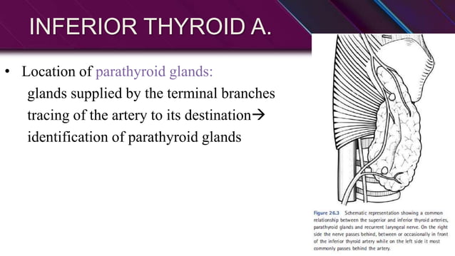 Anatomy and physiology of thyroid and parathyroid glands.pptx