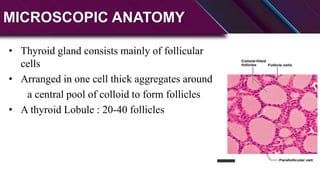 Anatomy and physiology of thyroid and parathyroid glands.pptx