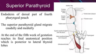 Anatomy and physiology of thyroid and parathyroid glands.pptx