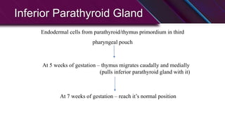Anatomy and physiology of thyroid and parathyroid glands.pptx