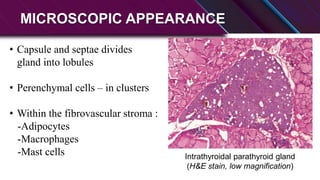 Anatomy and physiology of thyroid and parathyroid glands.pptx