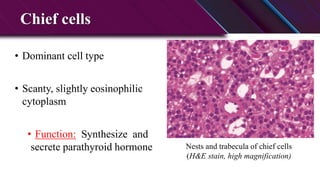 Anatomy and physiology of thyroid and parathyroid glands.pptx