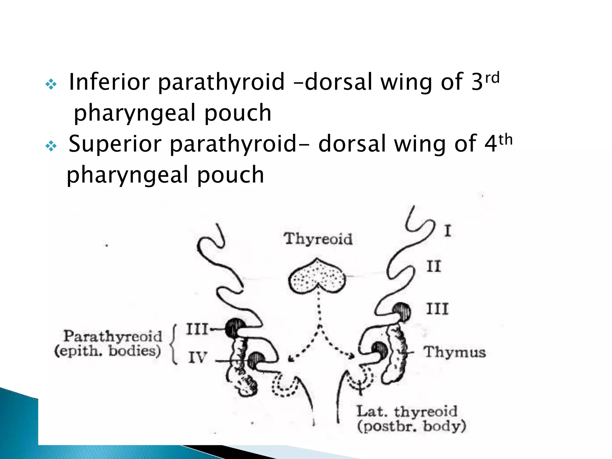 Anatomy And Physiology of thyroid gland | PDF