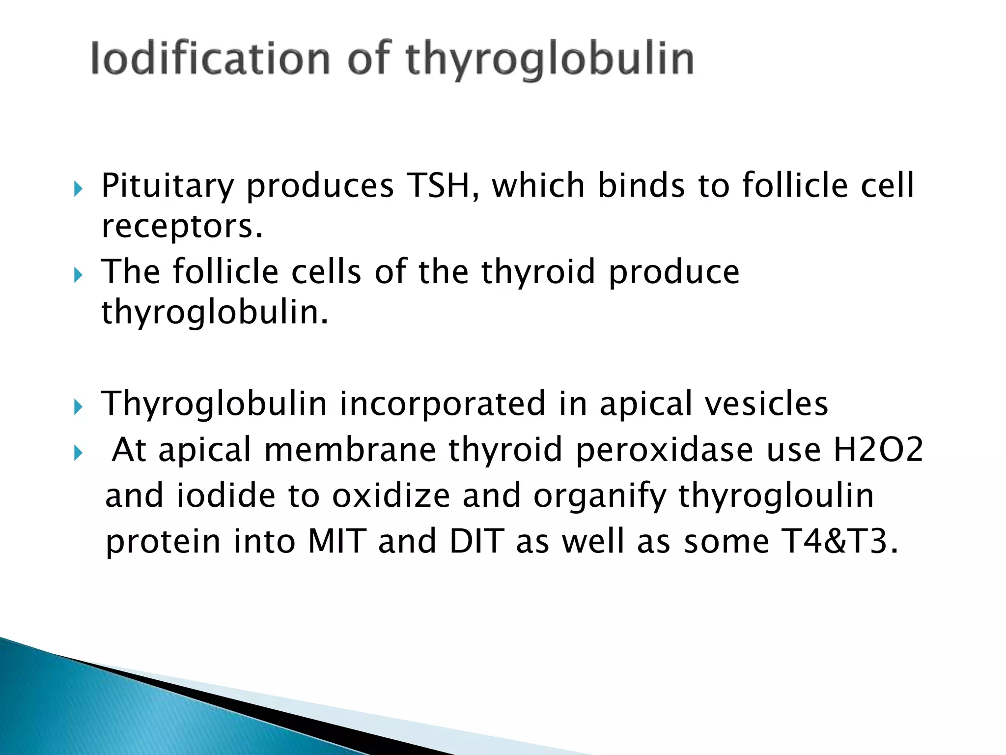 Anatomy and physiology of thyroid gland | PPTX