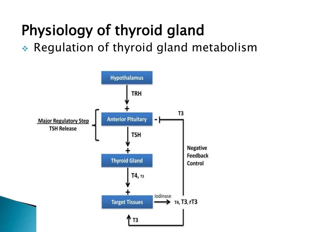 Anatomy and physiology of thyroid gland