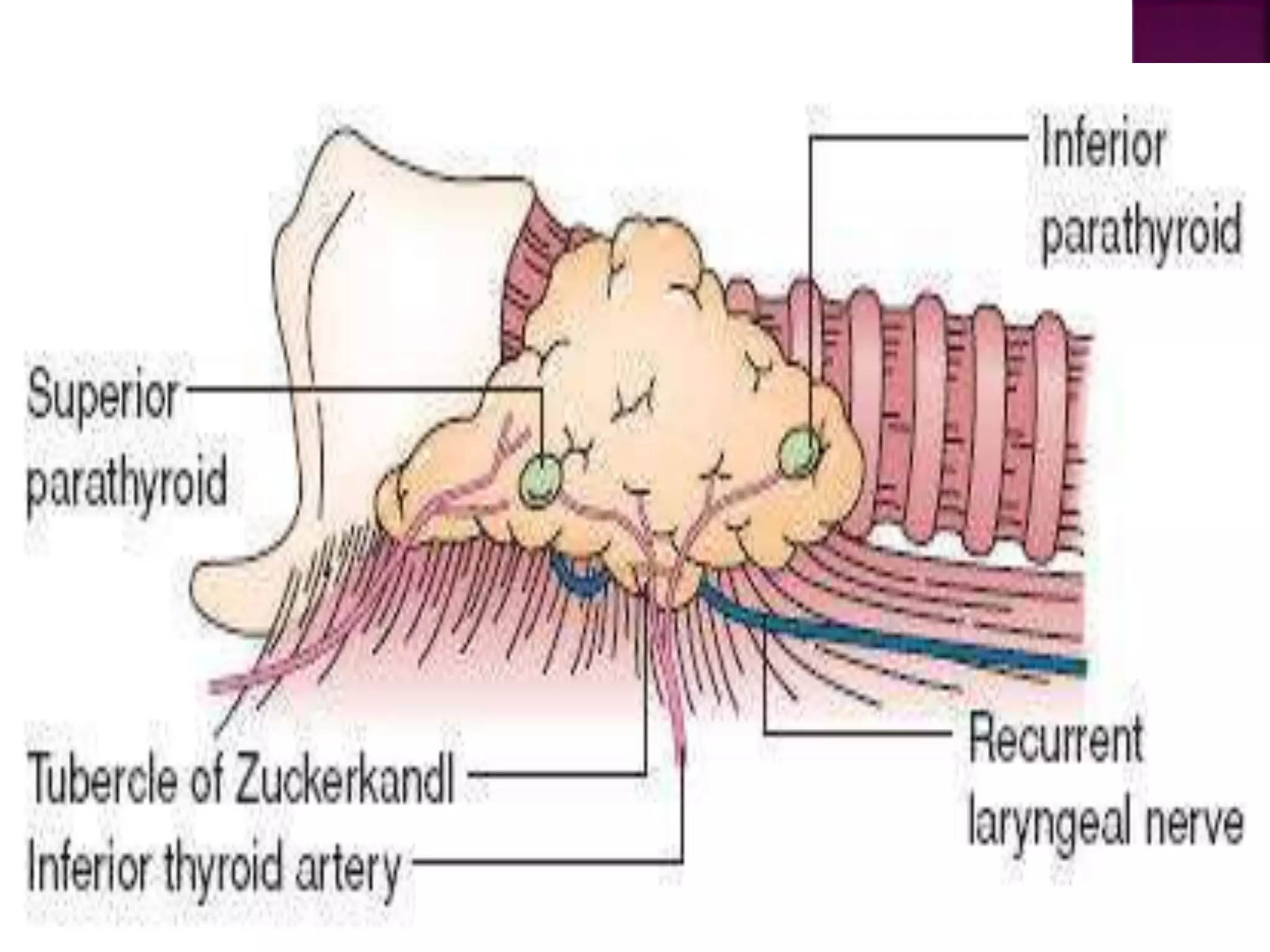 Anatomy and physiology of thyroid gland | PPTX