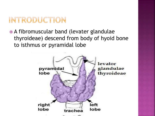 Anatomy and physiology of thyroid gland | PPT