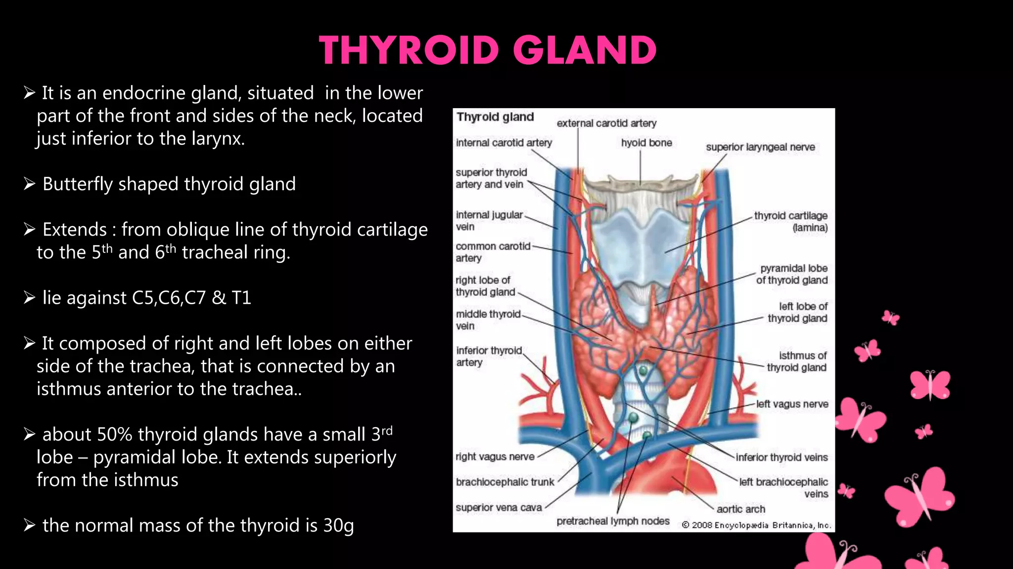Anatomy and physiology of thyroid gland | PPTX