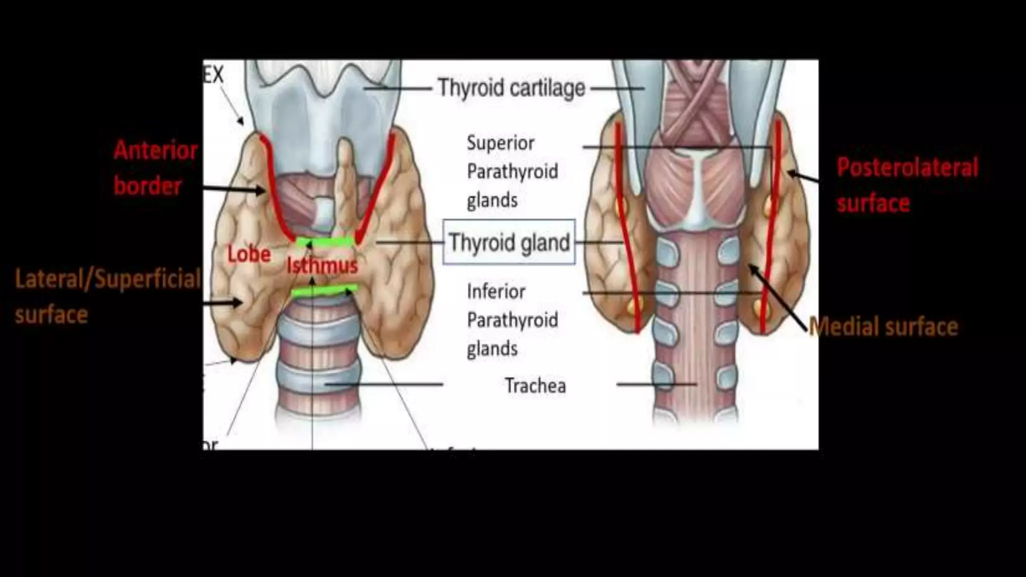 Anatomy and physiology of thyroid gland | PPTX