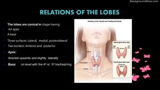 Anatomy and physiology of thyroid gland | PPTX