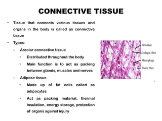 The tissue toolkit : Understanding the marvels of body's building ...