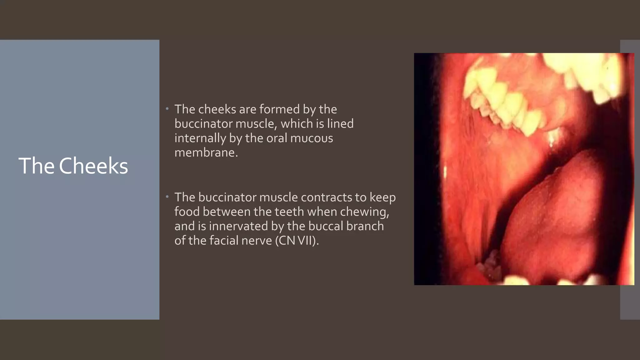 Anatomy and physiology of upper gi tract | PPTX