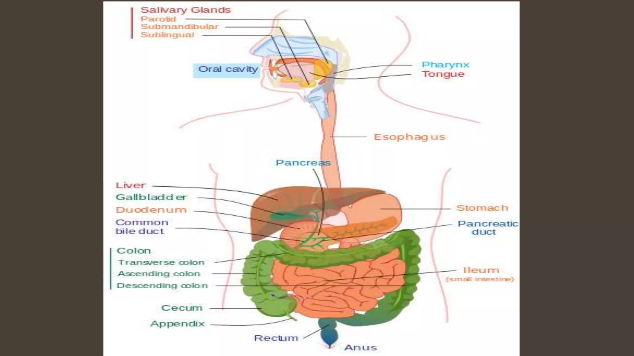 Anatomy and physiology of upper gi tract | PPTX