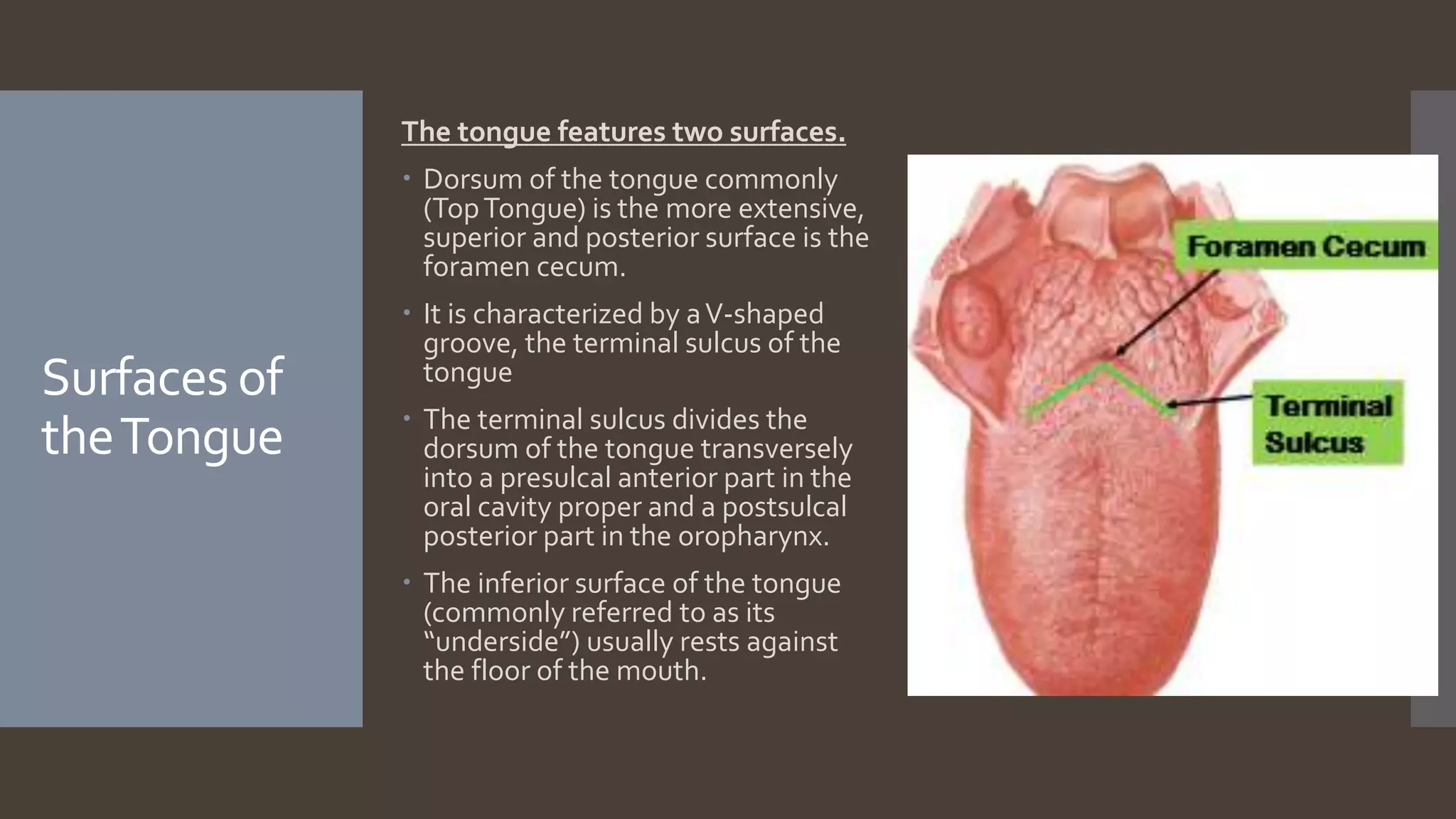 Anatomy and physiology of upper gi tract | PPTX