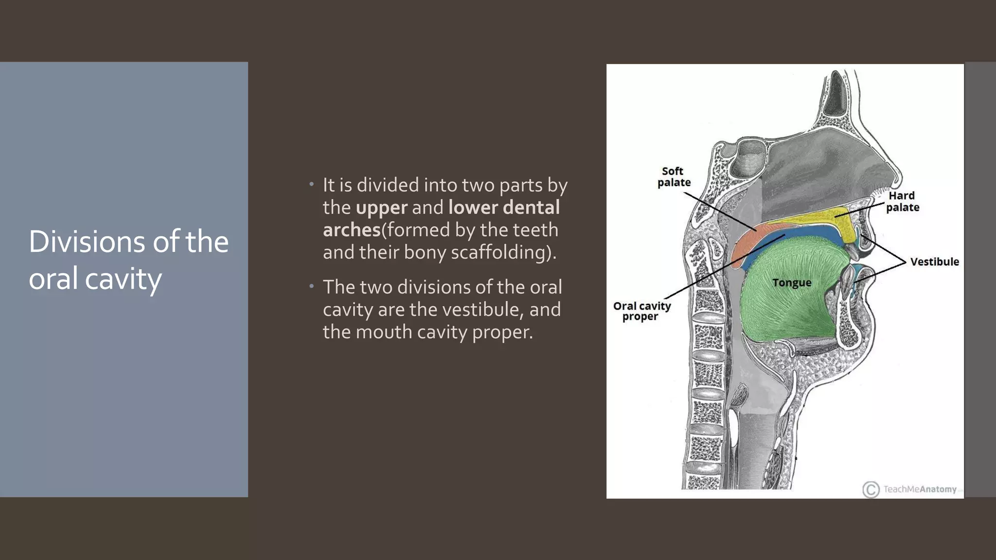 Anatomy and physiology of upper gi tract | PPTX