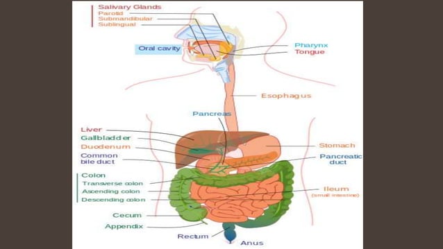 Anatomy and physiology of upper gi tract | PPTX | Digestive Disorders ...
