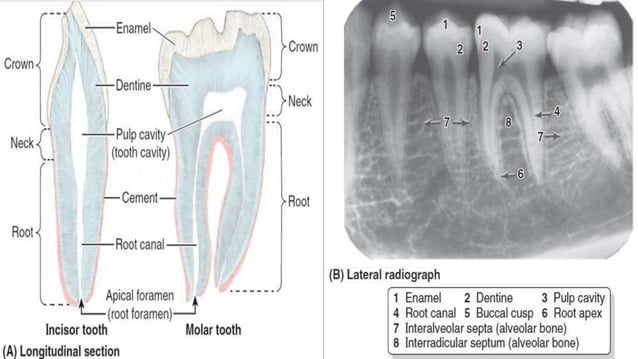 Anatomy and physiology of upper gi tract | PPTX | Digestive Disorders ...
