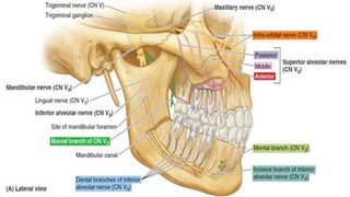 Anatomy and physiology of upper gi tract | PPTX