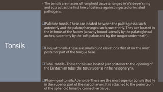 Anatomy and physiology of upper gi tract | PPTX
