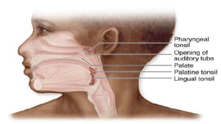 Anatomy and physiology of upper gi tract | PPTX