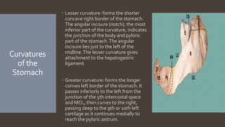 Anatomy and physiology of upper gi tract | PPTX