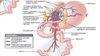 Anatomy and physiology of upper gi tract | PPTX