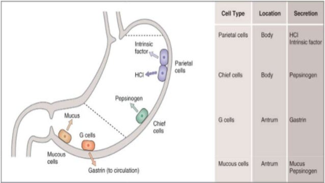 Anatomy and physiology of upper gi tract