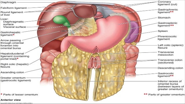 Anatomy and physiology of upper gi tract
