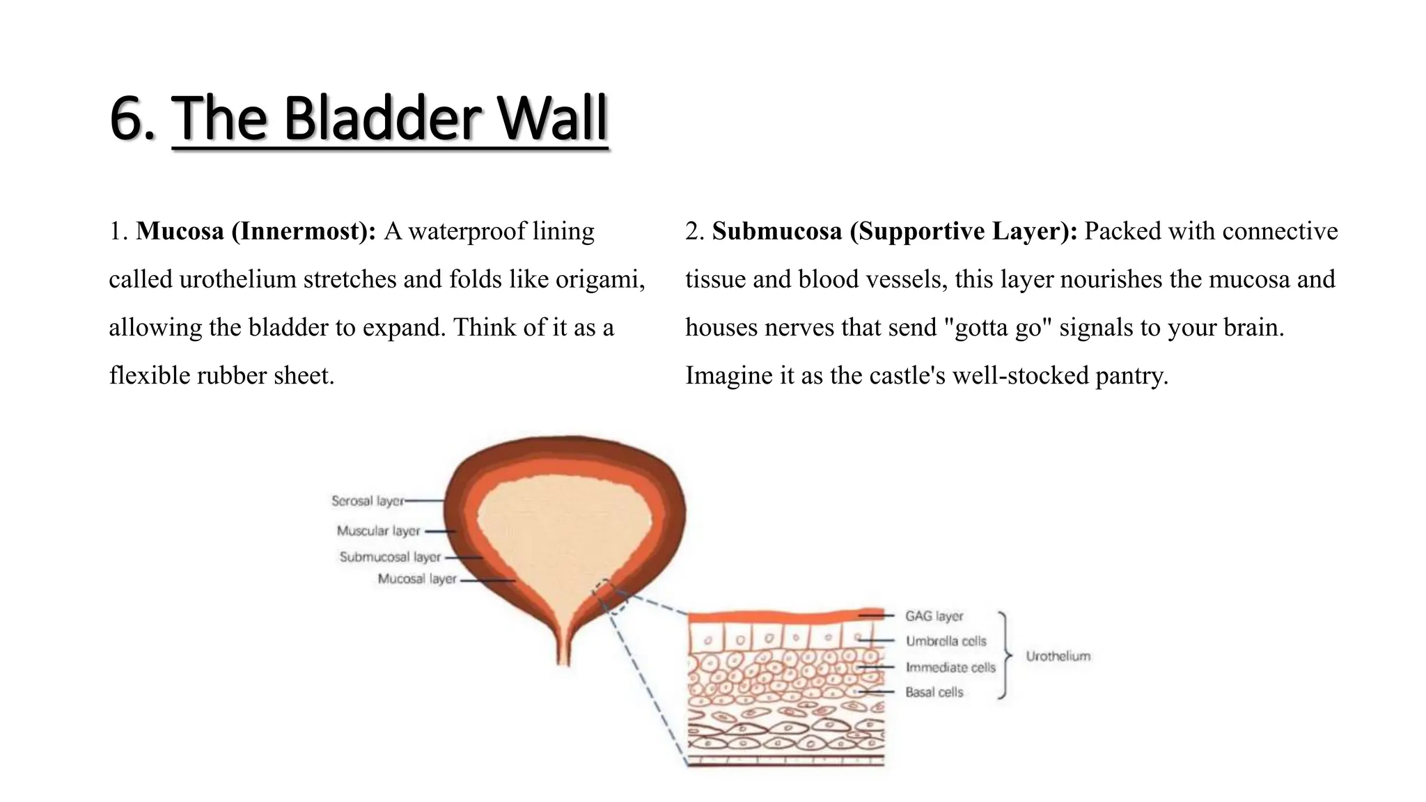 Anatomy and physiology of urinary bladder | PPT