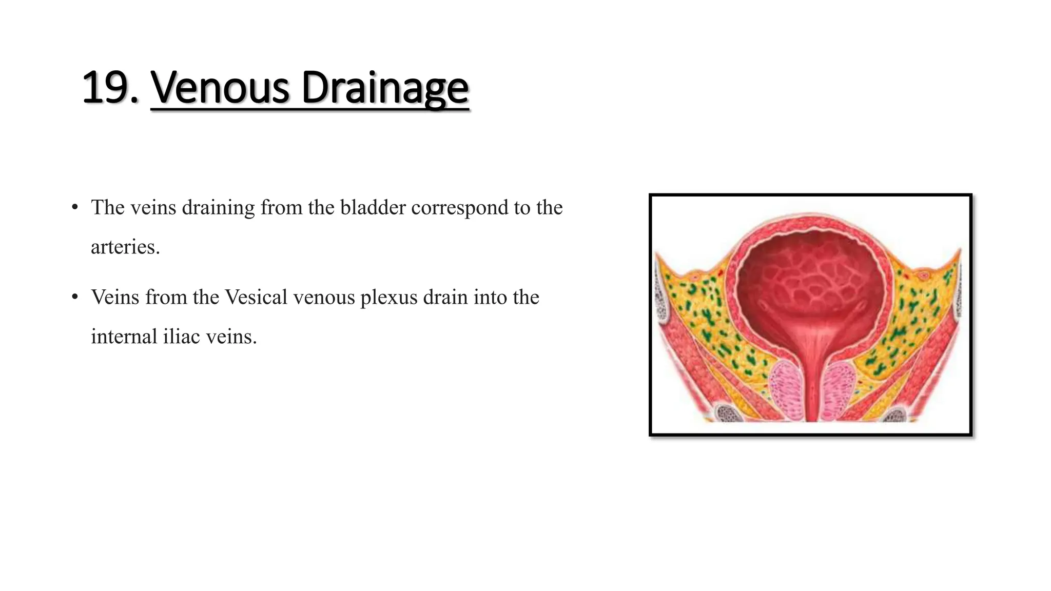 Anatomy and physiology of urinary bladder | PPTX