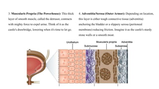 Anatomy and physiology of urinary bladder | PPT