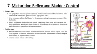 Anatomy and physiology of urinary bladder | PPT
