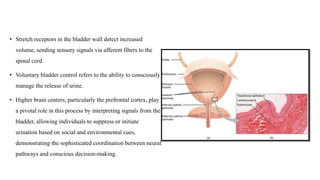 Anatomy and physiology of urinary bladder | PPT