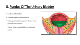 Anatomy and physiology of urinary bladder | PPT
